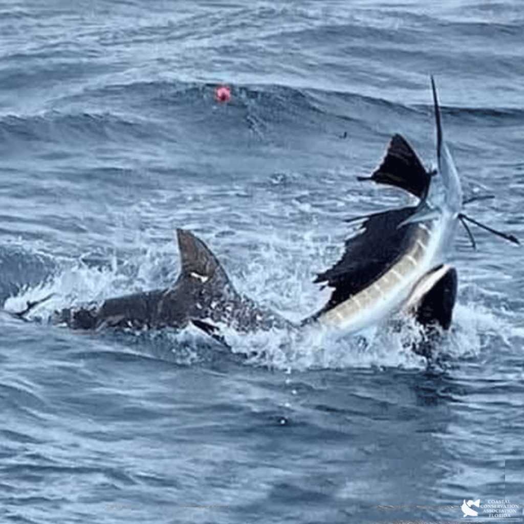 SHARKED Act - CCA Florida